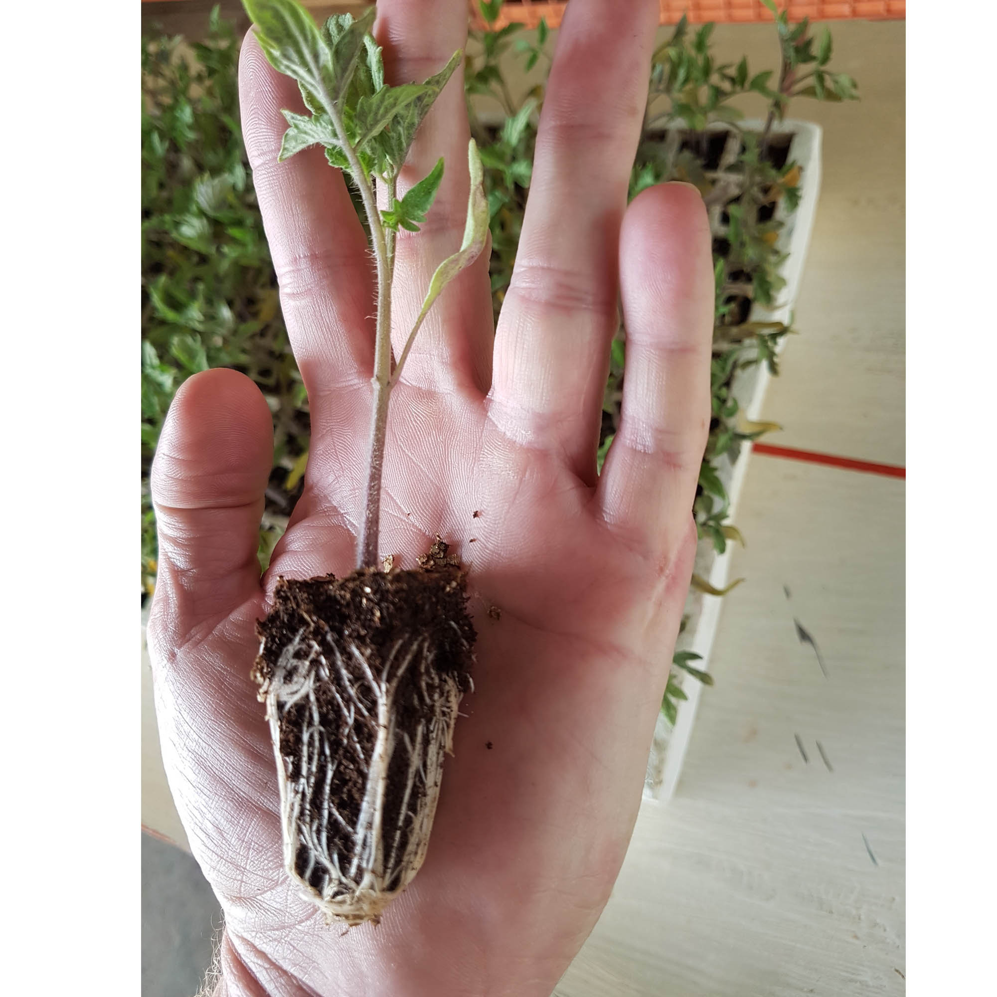 Tomato Seedlings | www.marlofarms.co.za