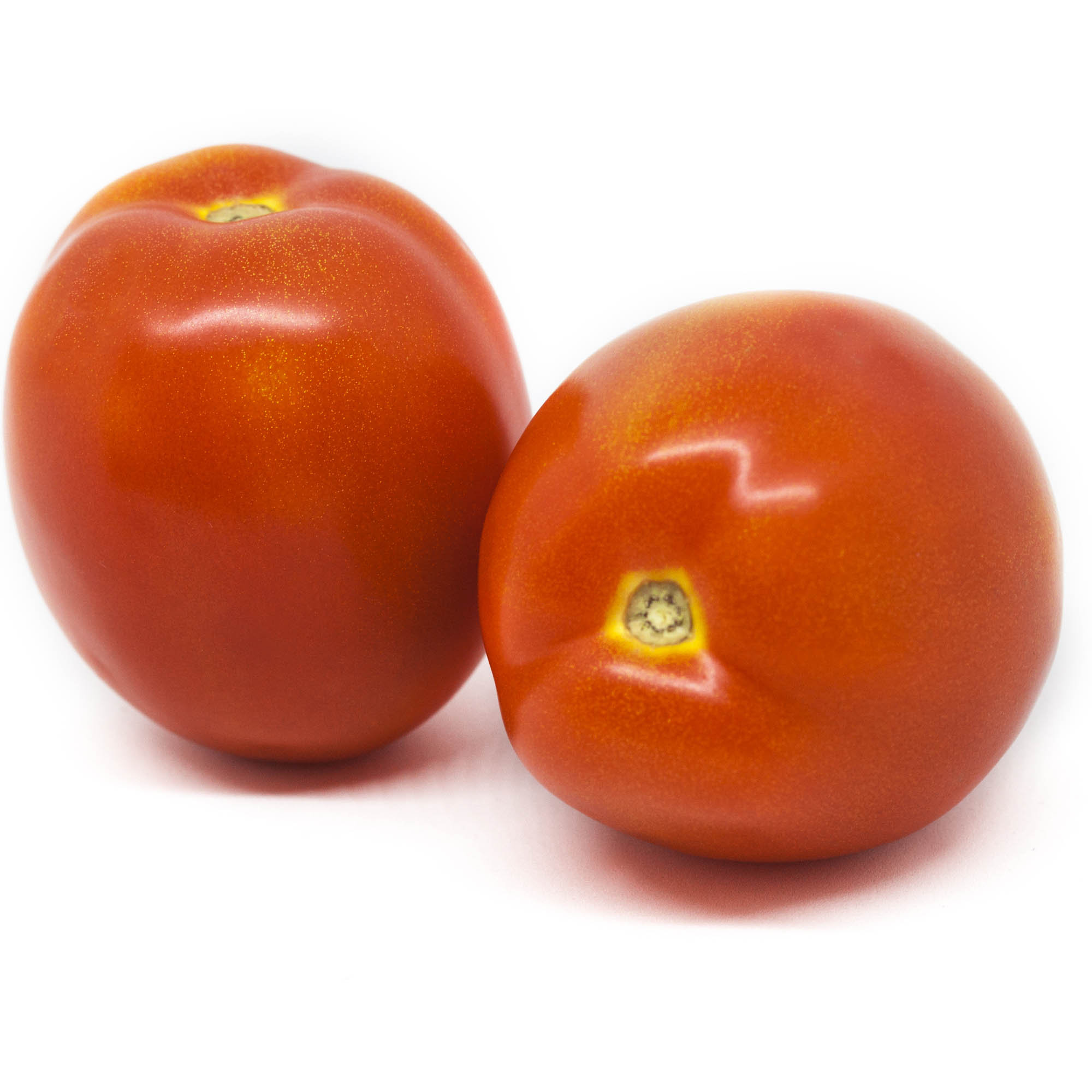 Tomato Seedlings | www.marlofarms.co.za