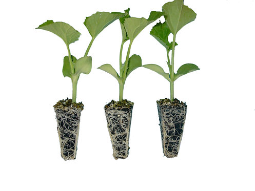 Spanspek Seedling | www.marlofarms.co.za