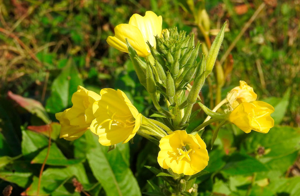 ONAGRA - Oenothera biennis