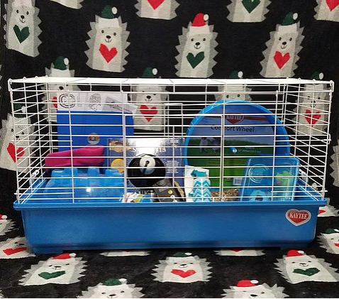 COMBO hedgehog & complete cage kit with heat set-up | home