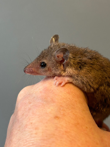 "Gage Garbanzo" male STO Ready June | home