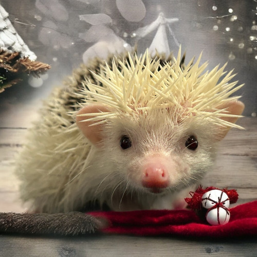 Shock 🎅 male- Independent- Ready Dec 8th-22nd | home