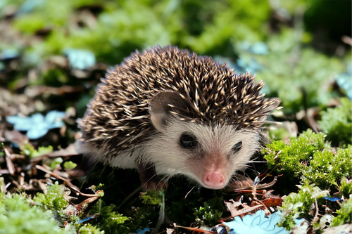 Lord Gizmo Q. Hufflepuff- male Ready N | home