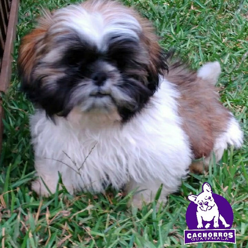 Espectacular Shih Tzu Machito Pedigree “A” | Cachorros Guatemala
