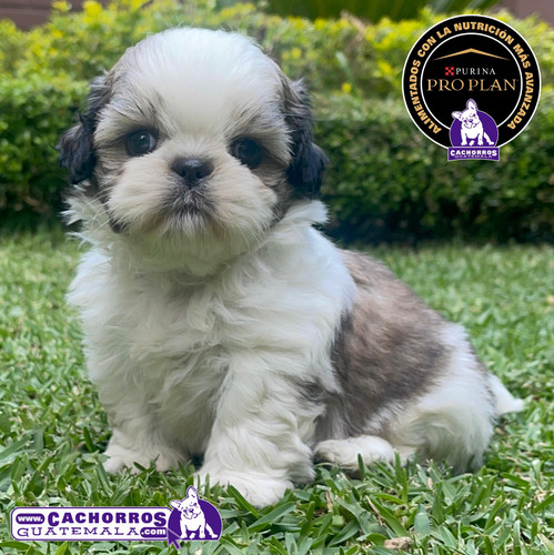 Espectacular Machito Shih Tzu Pedigree “A" | Cachorros Guatemala