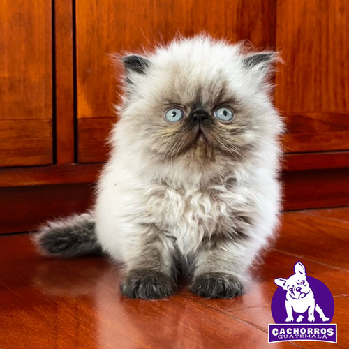 Impresionante Gatito Persa | Cachorros Guatemala