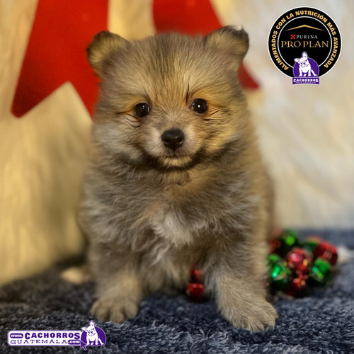 Hermosísimo Spitz Enano Pomeranian | Cachorros Guatemala