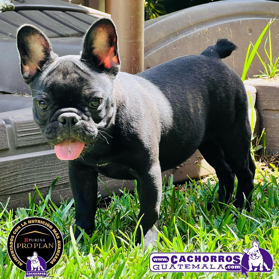 Bulldog Francés | Cachorros Guatemala