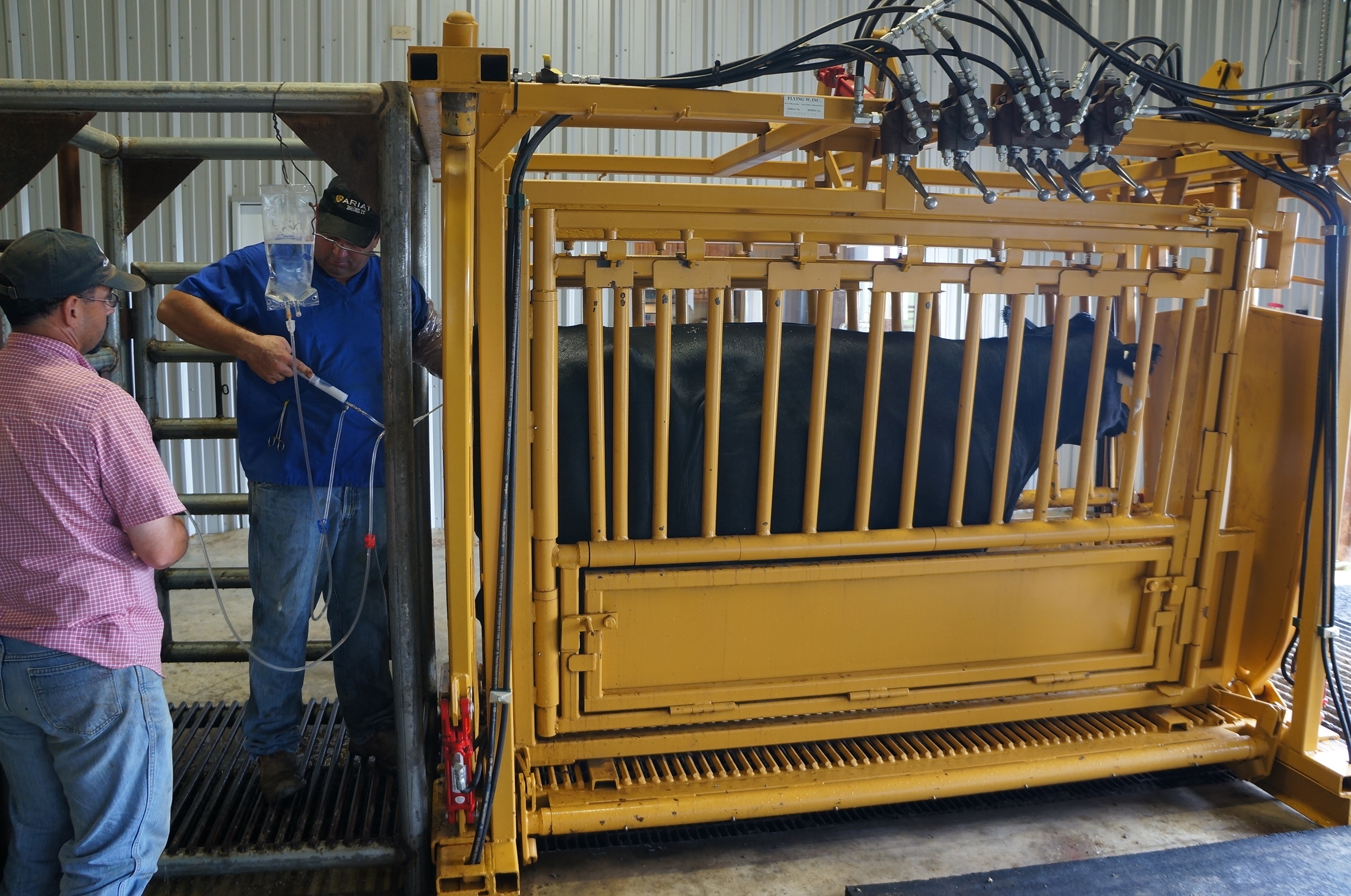 Services offered by Flying Cow Genetics