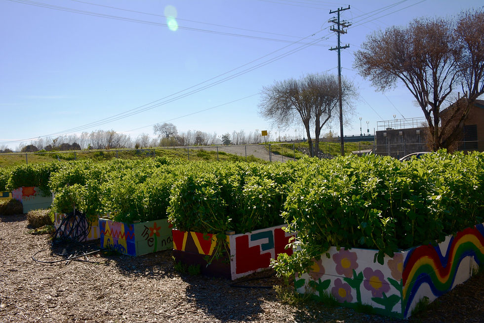 Garden Box Murals at River Park | mural archive