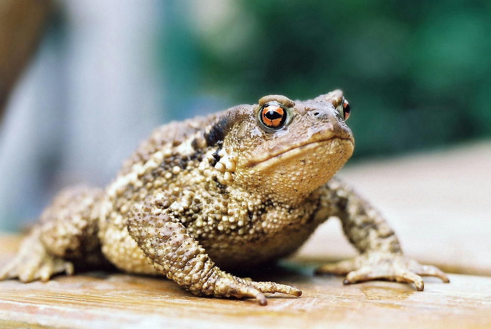 Toad vs Frog: What’s the Difference?