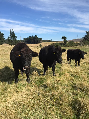 Purdon Wagyu | BlakesFineFoods