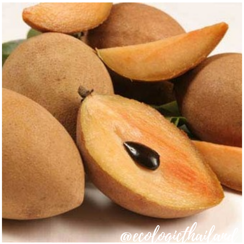 Sapodilla