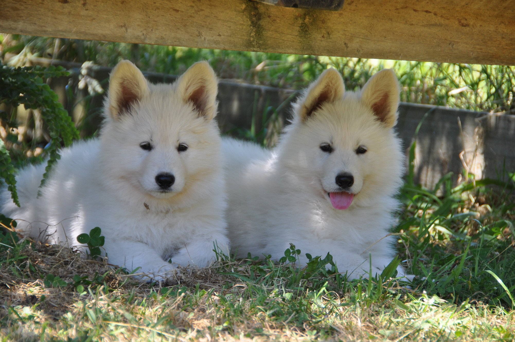 PUPPY ENQUIRY FORM | Pandora Kennels