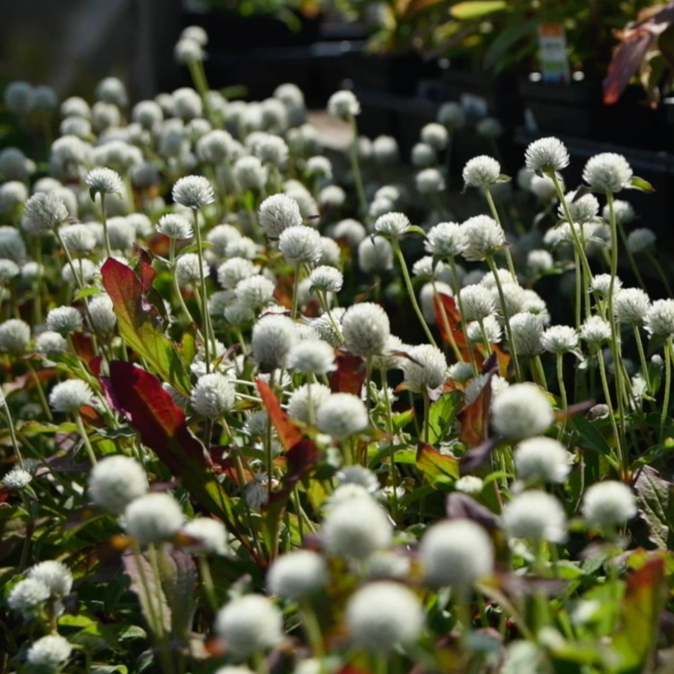 Gomphrena | Bountiful Gardens