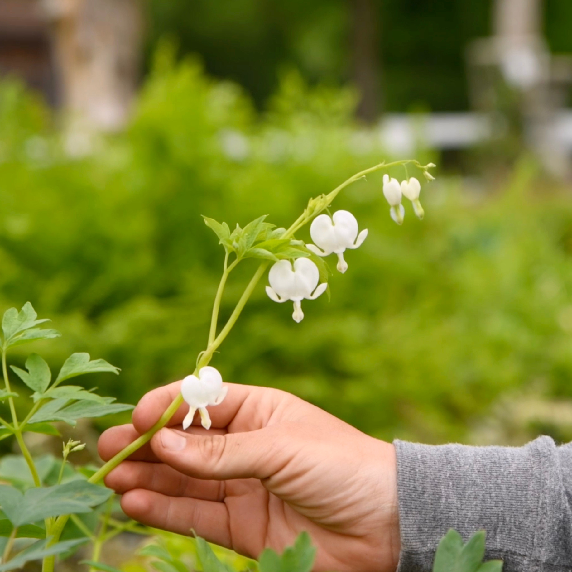 Bleeding Heart | Bountiful Gardens