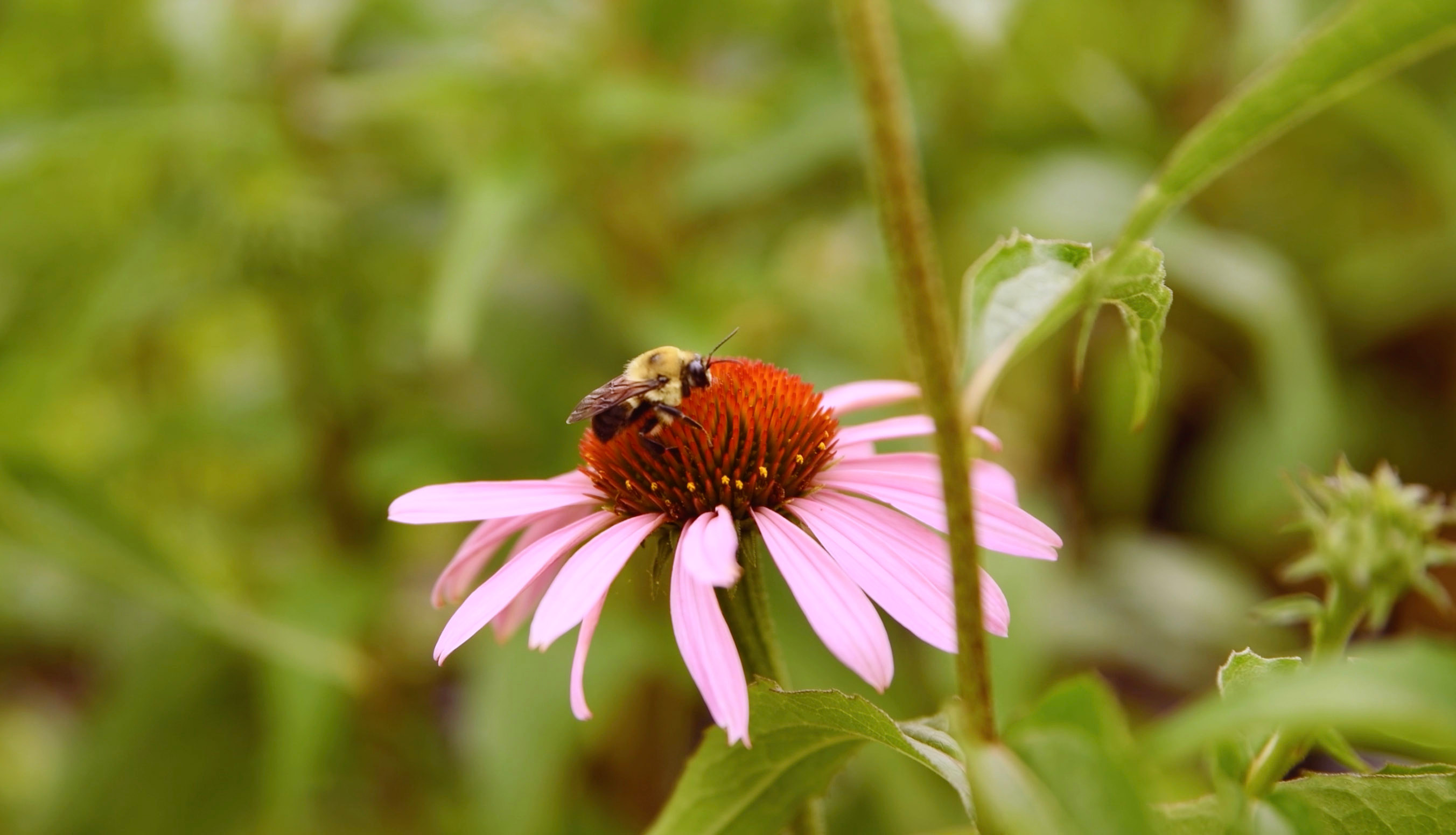 Pollinator Day 2025 - Ewing | Bountiful Gardens