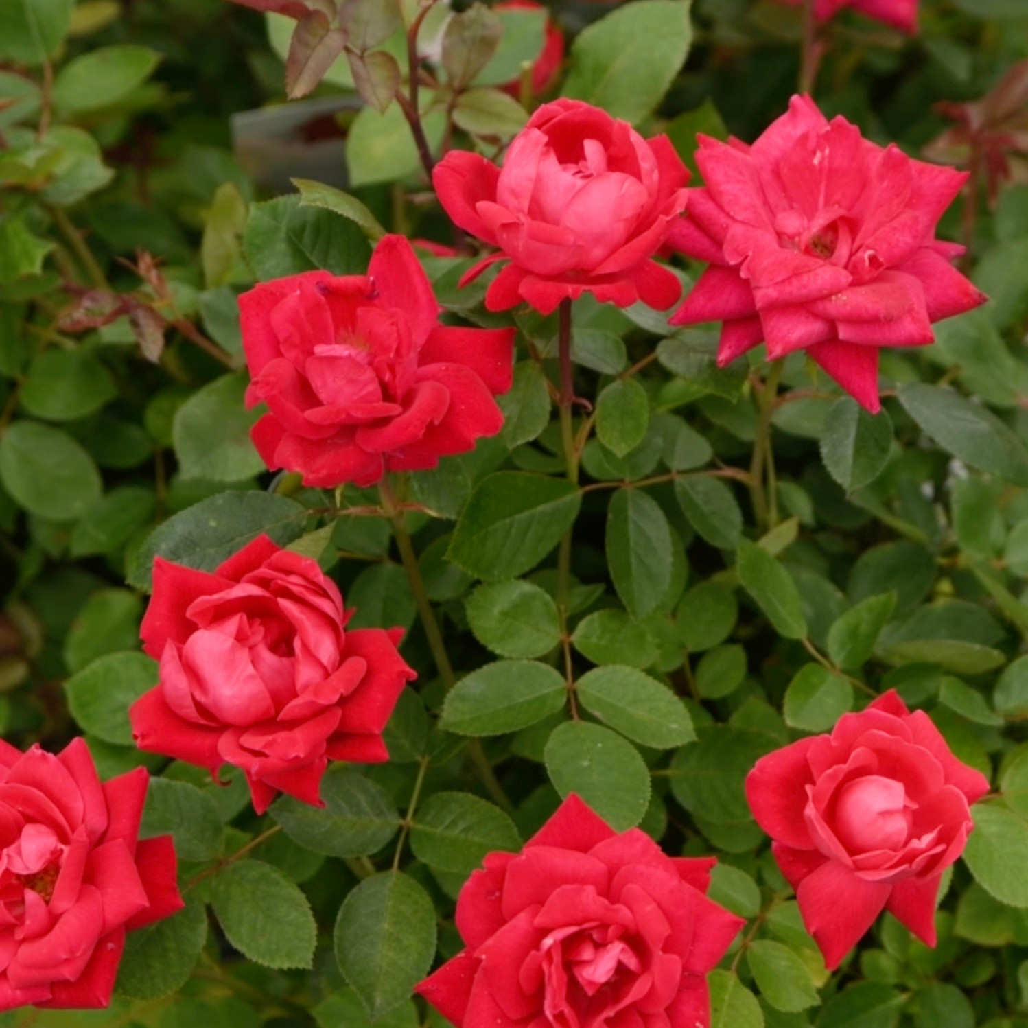 Knockout Roses | Bountiful Gardens