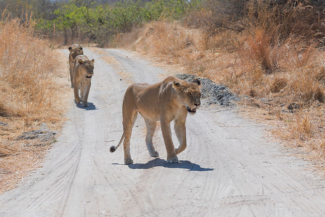 UK tour operators | Tanzaniatourismuk