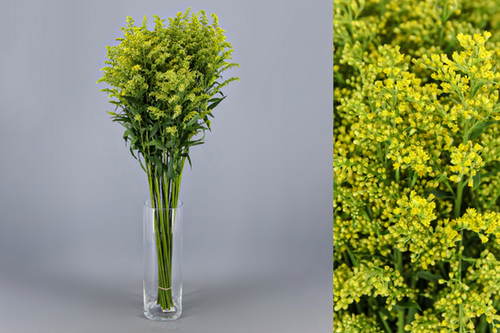 Solidago Tara Amarelo x10 | Miraflor