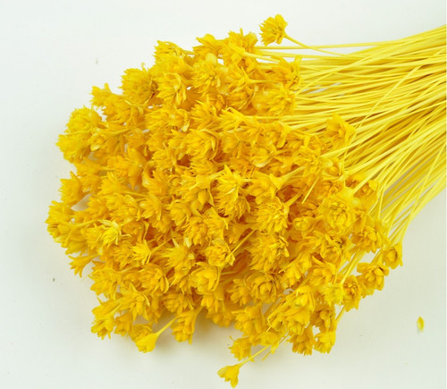 Hill Flower | Miraflor