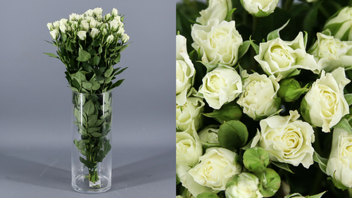 Rosa Ramificada Snowflake Branco x10 Uni | Miraflor