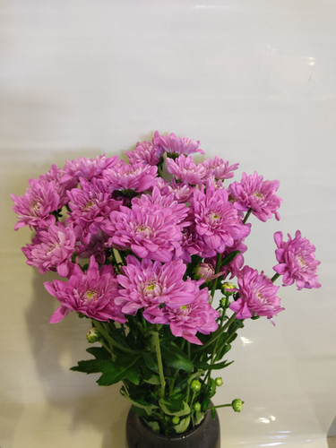 Margarida Euro Rosa x5 Uni | Miraflor