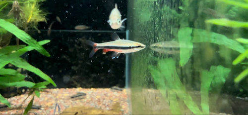 WILD Nannostomus Beckfordi (Golden Pencilfish) | Angelhub Aquatics