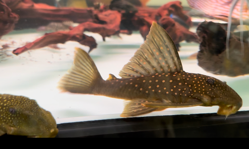 L200 Green Phantom Pleco | Angelhub Aquatics