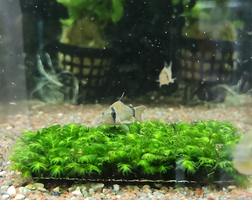 Corydoras Mask/Matae | Angelhub Aquatics