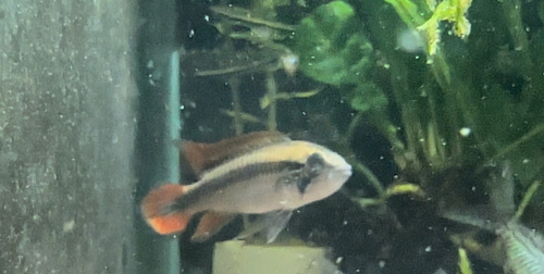 Apistogramma Agassizii Double Red Pair | Angelhub Aquatics