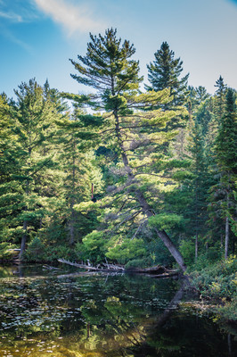 Play | Arowhon Pines