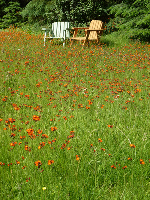 Play | Arowhon Pines