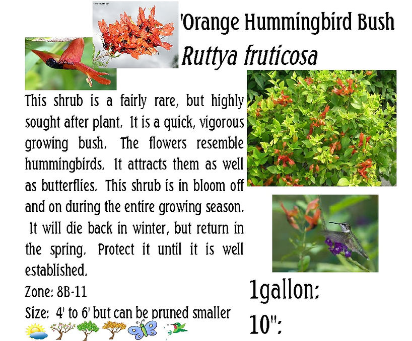 Orange hummingbird bush