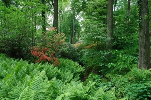 Cultivating Minds Series: Rick Darke: The Wild Garden in the 21st ...