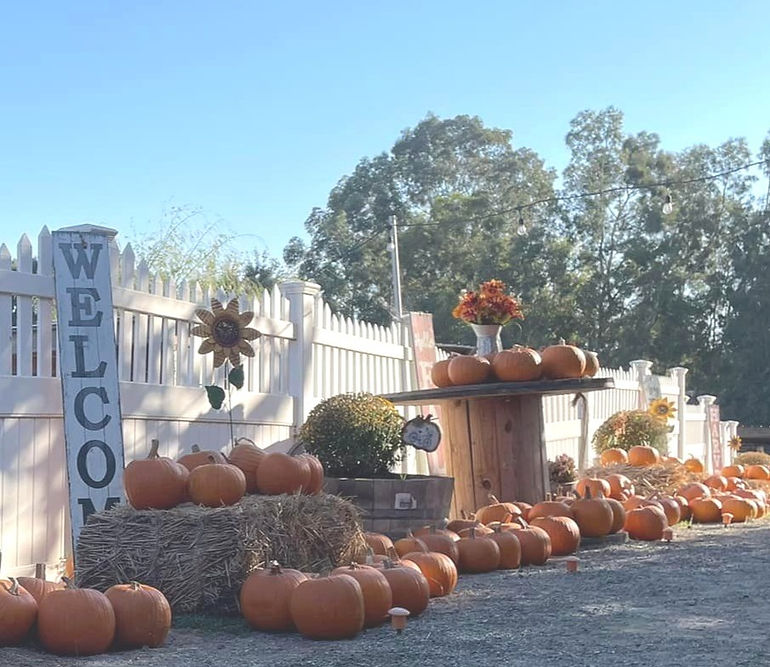 Book Online | Dingle Family Farm