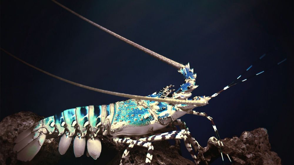 Langusta