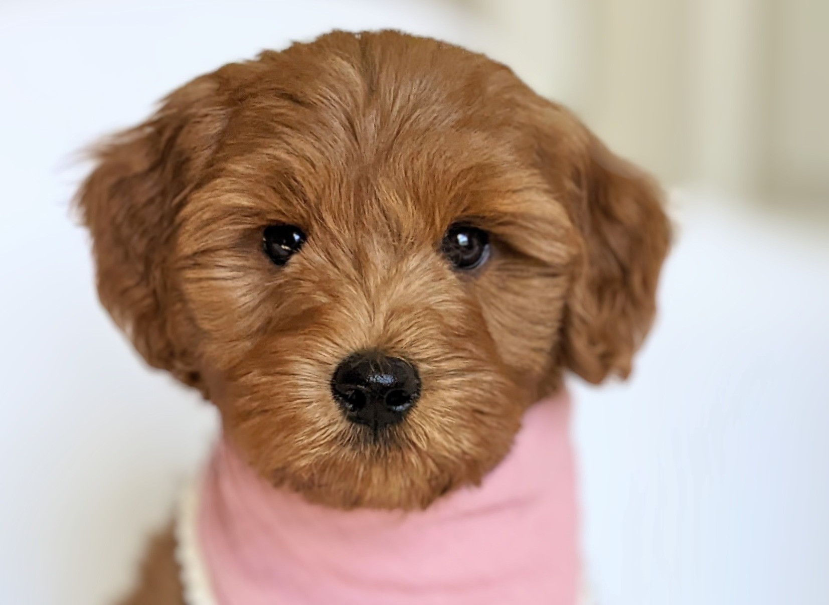 Guardian Puppies | Guardian Home | Goldendoodle Breeder