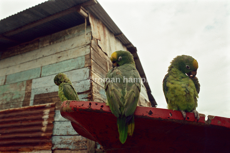 Animals | photography