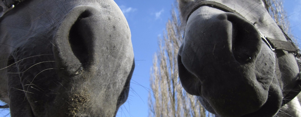 Strangles: What's the Deal?