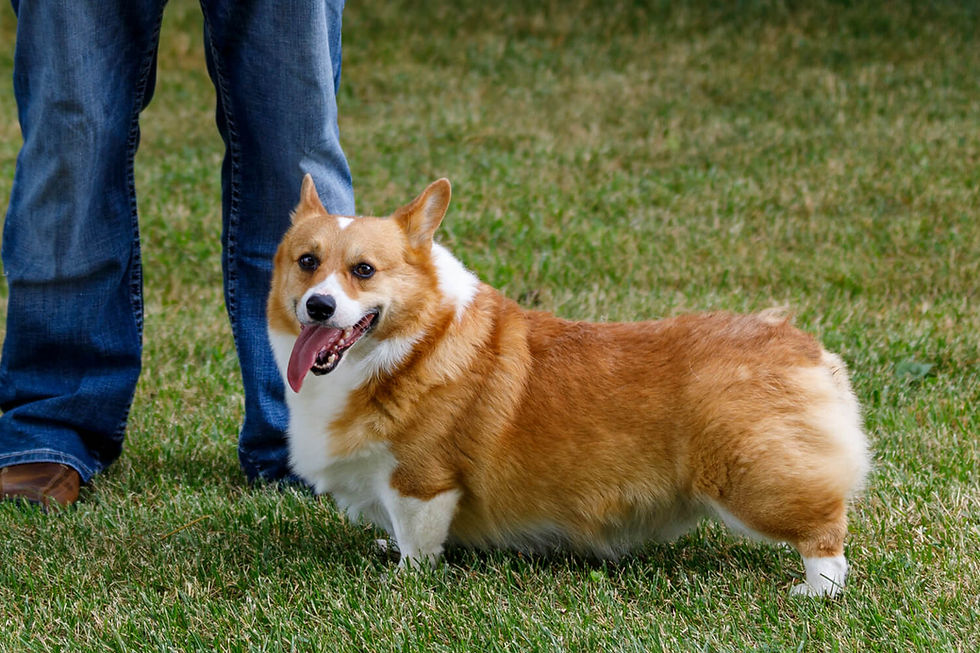 Corgi's Exercise Needs: A Comprehensive Guide