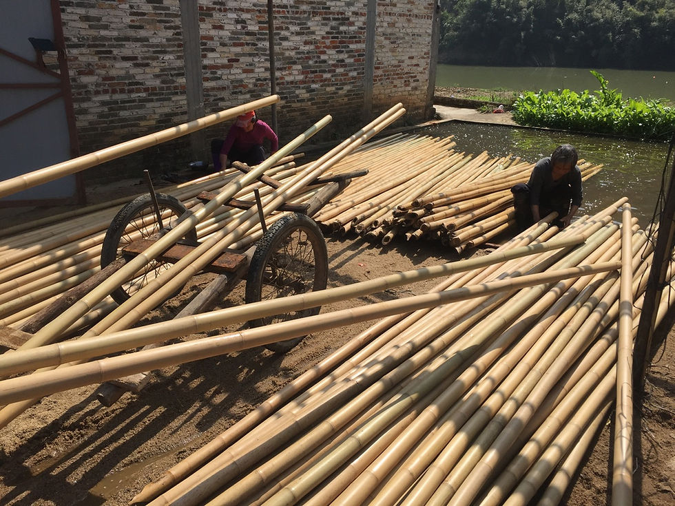 Standard Diameter Bamboo Culms, in bundles of 10 culms ...