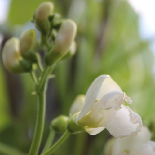 Runner Beans 'WHITE EMERGO' ORGANIC | Ethical Organic Seed