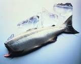 WHOLE FRESH COHO-Pre-Order Only | alaskablueharvest