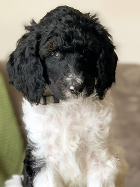 Puppies for sale | Prairie Poodles (Canada)