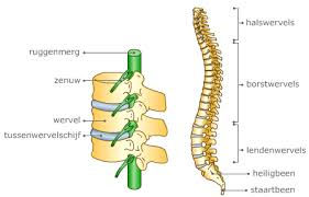 De meest voorkomende wervelkolomproblemen uitgelegd.