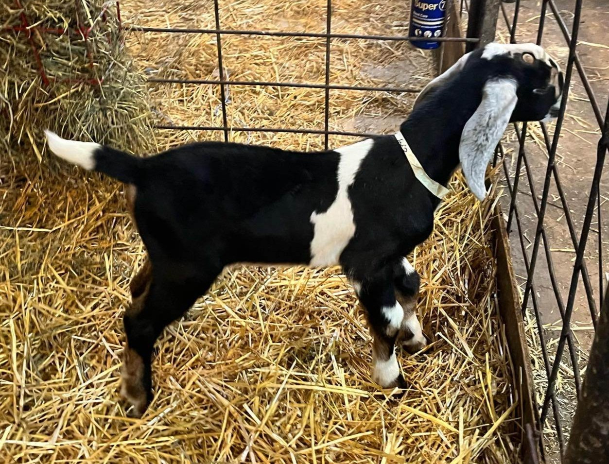 *B HOANBU ELON DAUNTLESS | FreeFall Nubians