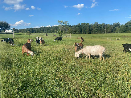 HOME | Holcomb Farm Nubians