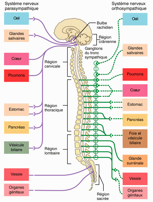 La Cohérence Cardiaque : un état physiologique réflexe